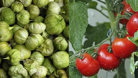 Jitomate O Tomate No Te Confundas Estas Son Las Diferencias Entre 3510