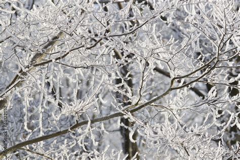 Vereiste Bäume und Äste Stock Foto Adobe Stock