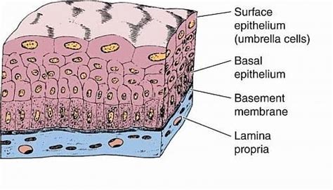 Solved Labeled Drawings Of Epithelial Tissues Simple Squamous