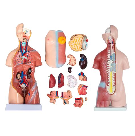 Buy Uigjiog Unisex Human Torso Model Heart Brain Models Human Body