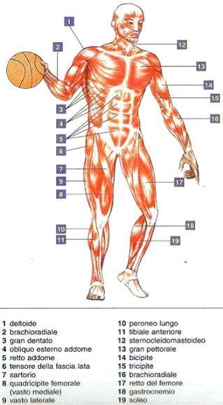 Apparato Muscolare Anatomia Muscolare Corpo Umano Muscoli
