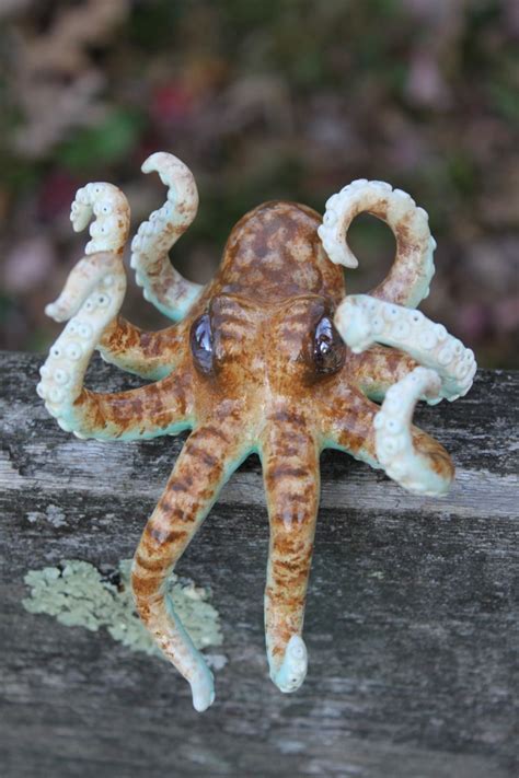 Baby Octopus Octopus Photography Cute Octopus