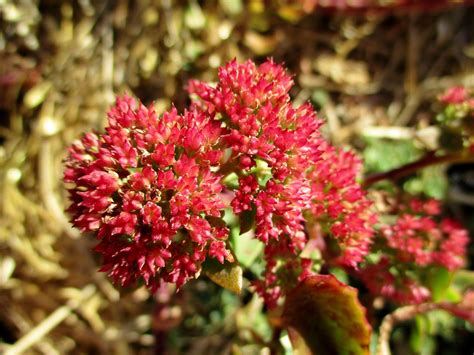 Piante Grasse Con Fiori Da Esterno Le Variet Migliori Da Scegliere