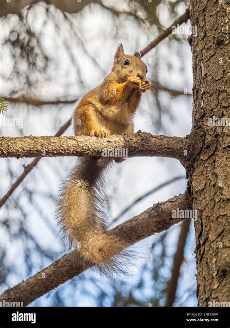 Lo Scoiattolo Con Noce Siede Sull Albero In Autunno Scoiattolo Rosso