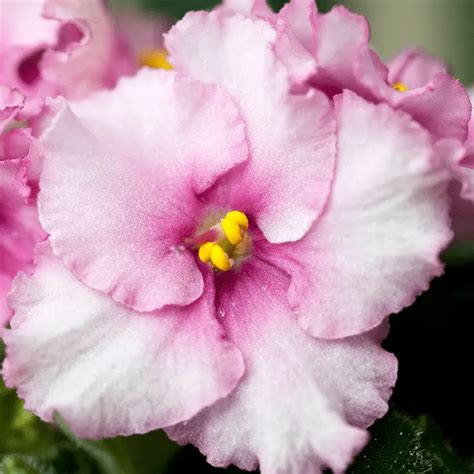Aquarius Birth Flowers Violet And Orchid Zodiac Flowers Symbolism