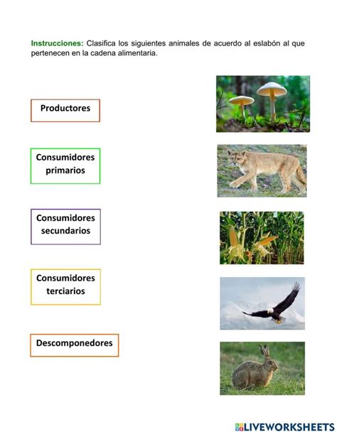 Cadena Alimentaria Interactive Activity Ciencias De La Naturaleza
