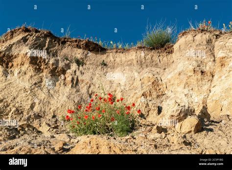 Las Amapolas Rojas Crecen En Los Acantilados De Tiza De La Isla Del Mar