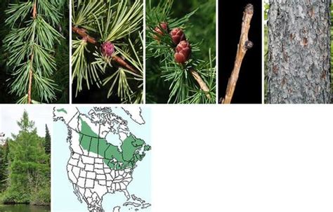 Vegetation Of North America Final Lab Exam Flashcards Quizlet