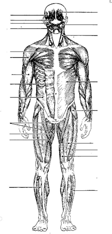 Muscle Anatomy Diagram Quizlet