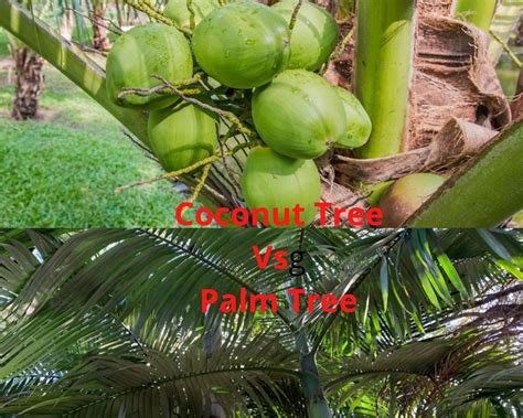 Coconut Tree Vs Palm Tree Top Differences Ispuzzle Global