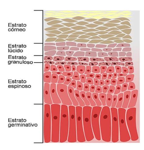 Fichas De Aprendizaje Sistema Digestivo Sistema Tegumentario Sistema