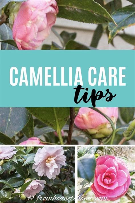 Camellia Care Guide How To Grow Gorgeous Camellias In Your Garden