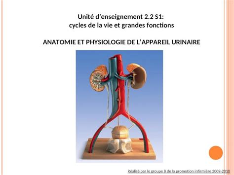 PPT Unité denseignement 2 2 S1 cycles de la vie et grandes fonctions