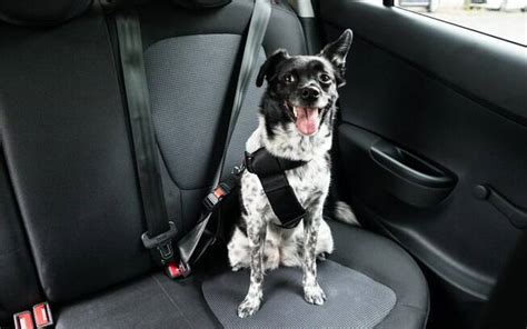 Conheça as formas seguras de transportar um cachorro no carro