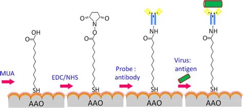 Self Assembled Monolayer SAM Process To Immobilize The ORSV Onto The