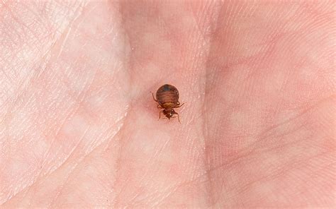 Bed Bugs What To Look Like The Human Eye
