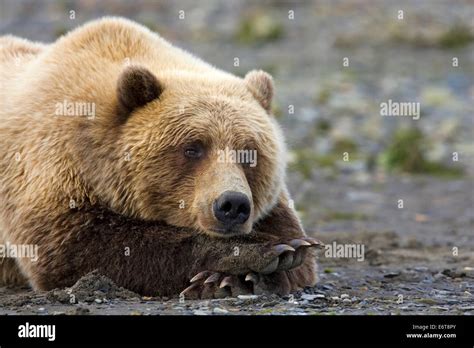 Grizzly Bear Ursus Arctos Horribilis Stock Photo Alamy