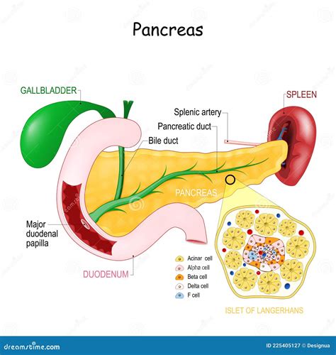 Pancreasanatomie Celstructuur Van Langerhans Eiland Vector