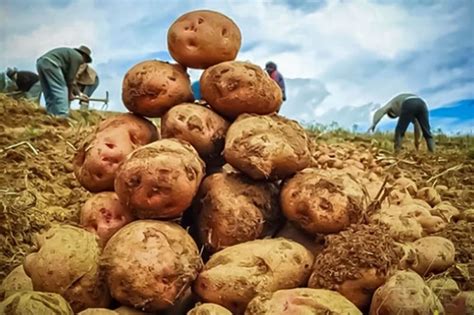 Perú celebra el Día Nacional de la Papa La Razón