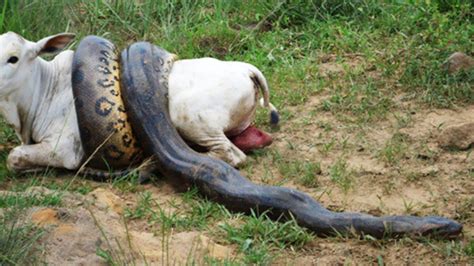 Vídeo mostra o ataque de sucuri em fazenda Conteúdo e Notícias do