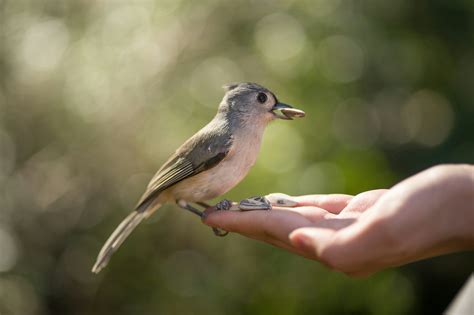 How Long Do Baby Birds Stay In The Nest A Comprehensive Guide The