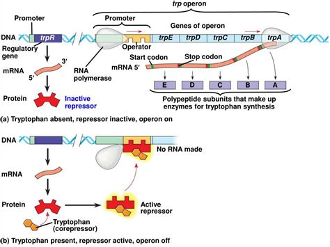 Ppt Regulation Of Gene Expression Prokaryotes Powerpoint Presentation