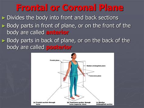 Ppt Body Planes Directions And Cavities Powerpoint