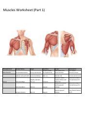 Muscles Worksheet Pdf Muscles Worksheet Part 1 Compartment Neck