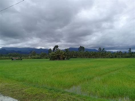 Stock Of Sawah HD Wallpaper Pxfuel