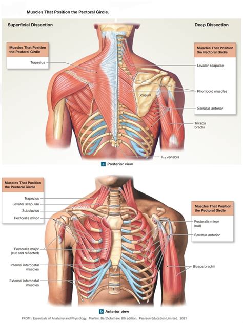 Muscles That Move The Pectoral Girdle Diagram Quizlet 46 OFF