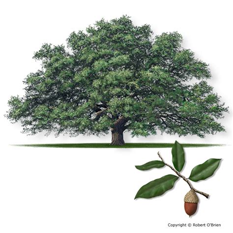 How To Identify Different Types Of Oak Trees
