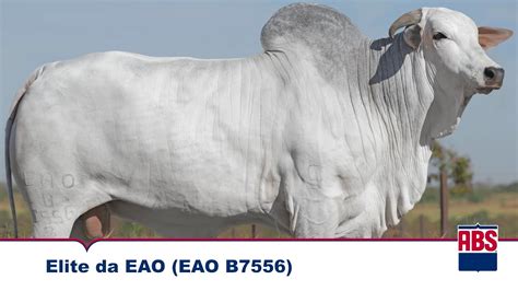 ELITE DA EAO EAO B7556 Touro Nelore ABS YouTube