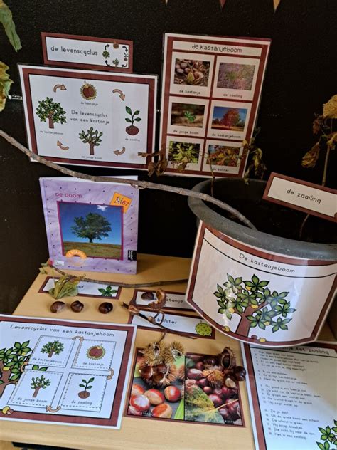 Natuurhoek Kastanjeboom Klas Van Juf Linda