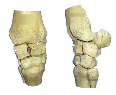 Osteology Equine Carpus Diagram Quizlet