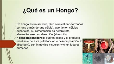 Cuadros Comparativos Entre Hongo Comestible Y Hongo Venenoso Cuadro