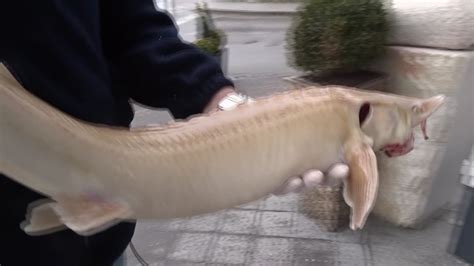 Albino Sturgeon Caviar Mixed With 22 Carat Gold The Worlds Most