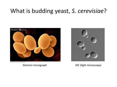 PPT Introduction To Yeast Genetics PowerPoint Presentation Free