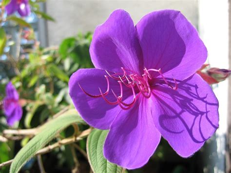 Flor Natureza Plantar Foto Gratuita No Pixabay Pixabay