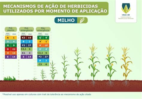 Herbicidas para milho produtos que podem ser utilizados nas 3 épocas