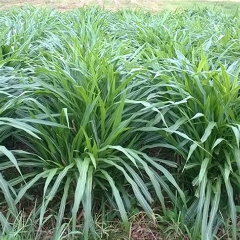 BRS Kurumi Viver Grass Capim Elefante Embrapa