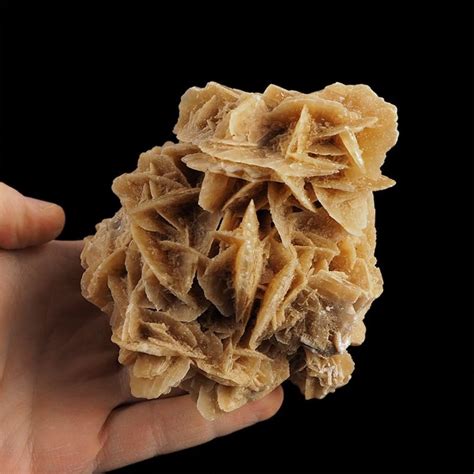 RÓŻA PUSTYNI 97 mm SAHARA cena oryginał unikat Sklep