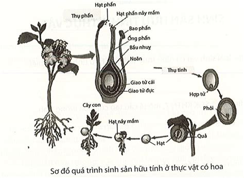 Cho biết ý nghĩa của thụ tinh trong quá trình hình thành quả và hạt