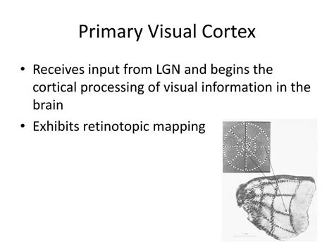 ppt neural information in the visual system powerpoint presentation free download id 1994851