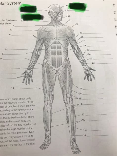 Muscular System Full Body Anterior View Diagram Quizlet