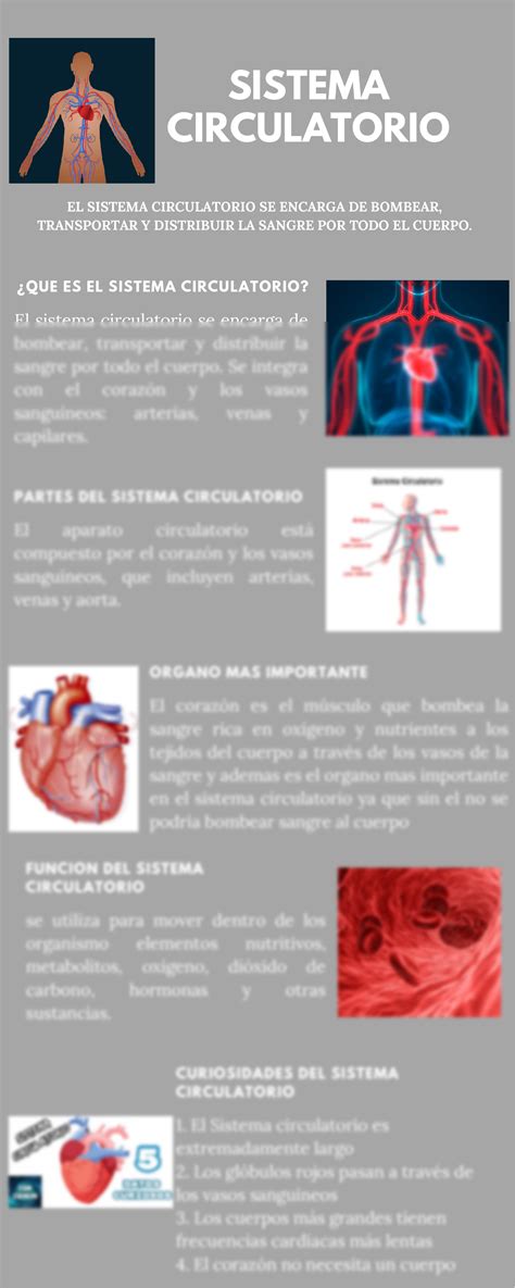 Solution Infografia Sistema Circulatorio Studypool The Best Porn Website