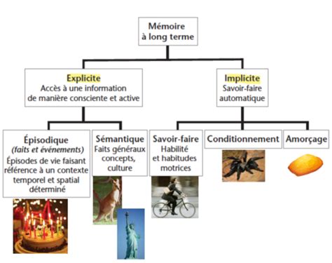 9 Sémio Neuro fonctions cognitives Cartes Quizlet