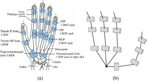 Human Hand Model Reduction A A 23 DOF Model Of The Human Hand B