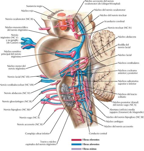 Nervios Craneales y Cervicales Enfermería