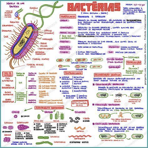 Mapa Mental Bacterias Mind Maps Notas De Biologia Mapas Mentais
