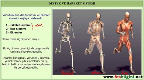 DESTEK VE HAREKET SİSTEMİ Fen Bilimleri 6 Sınıf Konu Anlatımı YouTube